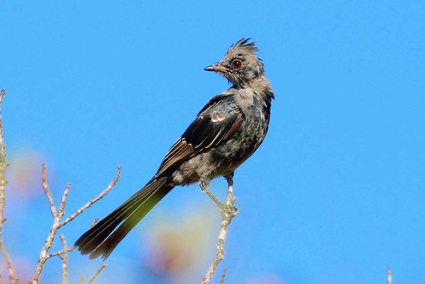Underground Climate Resilience - Sedgwick Reserve