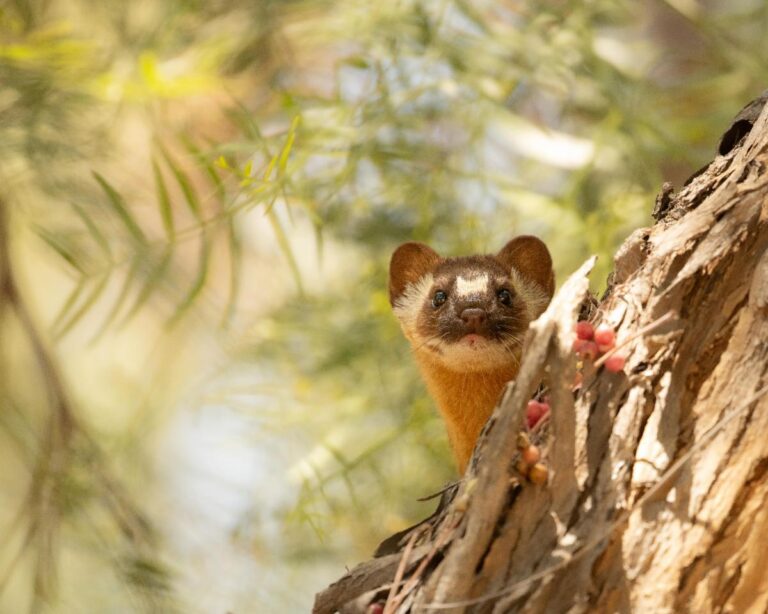 Living with Long-tailed Weasels – Sedgwick Reserve