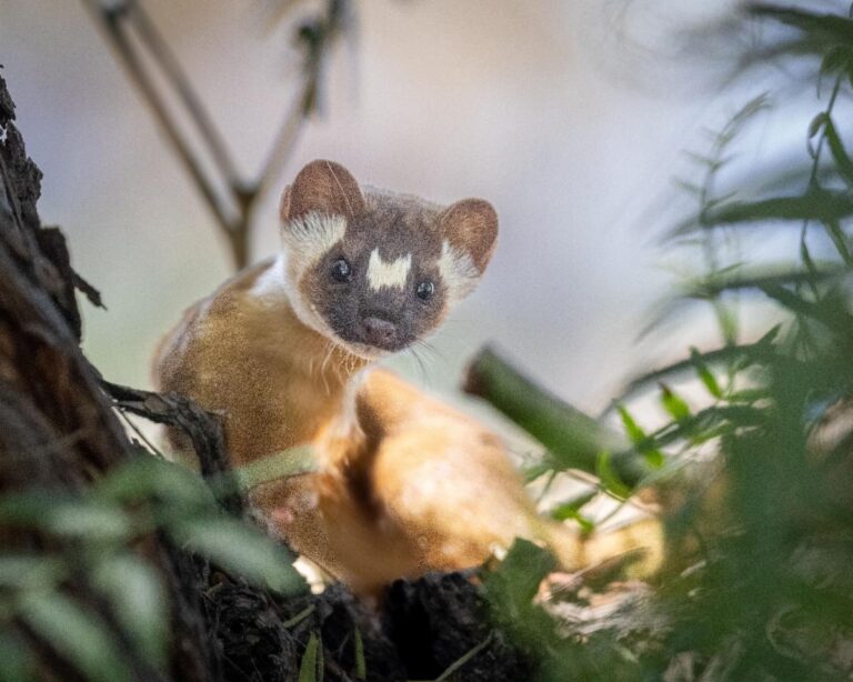 Living with Long-tailed Weasels – Sedgwick Reserve